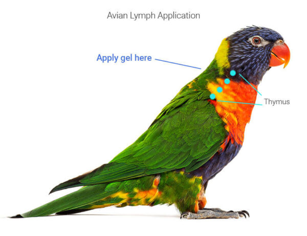 Instructions for use - GcMAFpets®